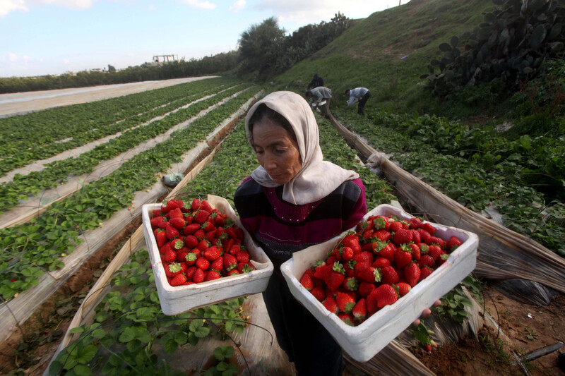 The Month in Pictures: December 2012 | The Electronic Intifada