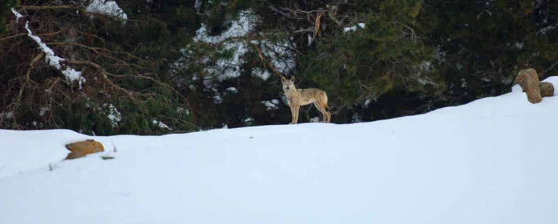 Israel nature exhibition at UN whitewashes occupation | The Electronic ...