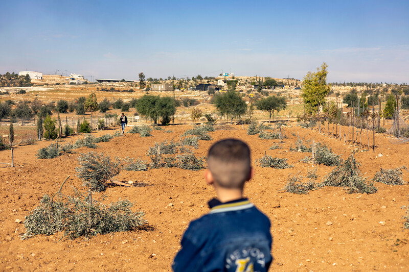 Palestine in Pictures: December 2025 | Defend Democracy Press